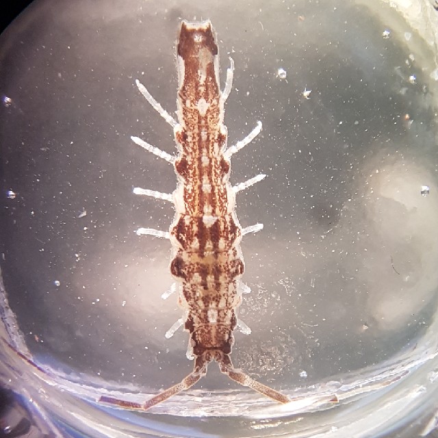 Arter der begynder med 'Neoleria' - Naturbasen