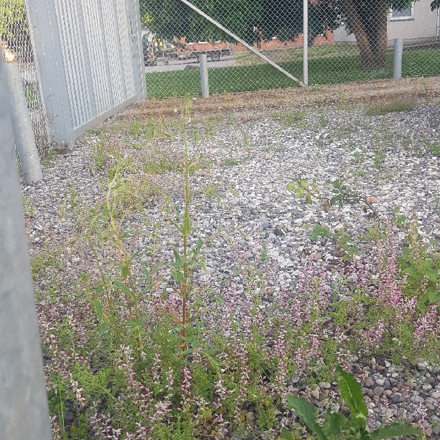 Arter der begynder med 'Gelis ' - Naturbasen