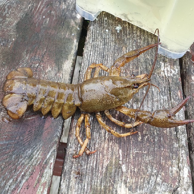 Flodkrebs - Observation NB-3439796 - Naturbasen