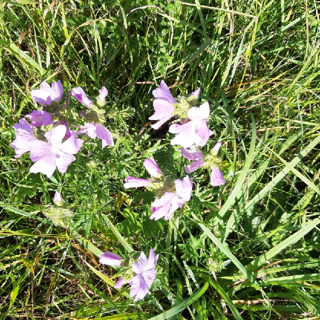 Moskus-Katost - Observation NB-3580715 - Naturbasen