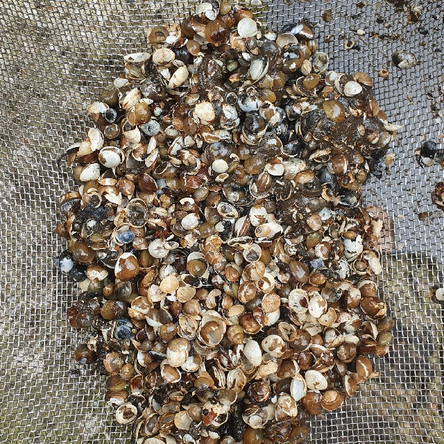 Ærtemusling sp. (Pisidium sp.) - Naturbasen