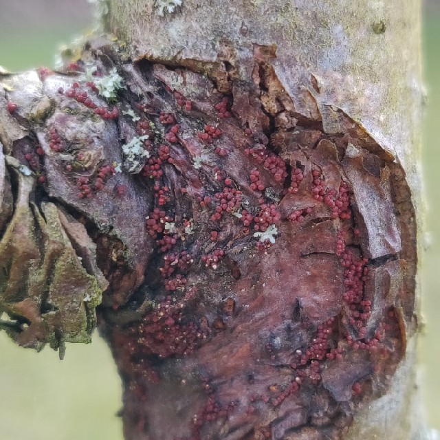 Neonectria ditissima (Neonectria ditissima) - Naturbasen