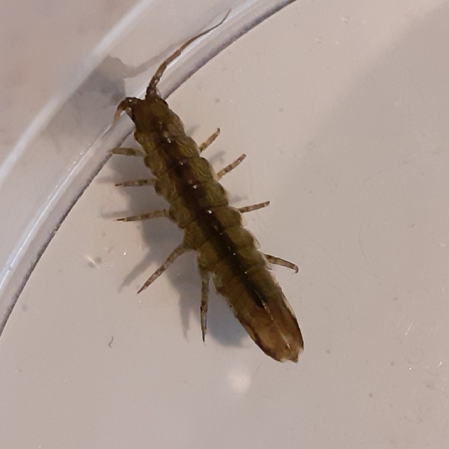 Grøn Tanglus (Idotea chelipes) - Naturbasen