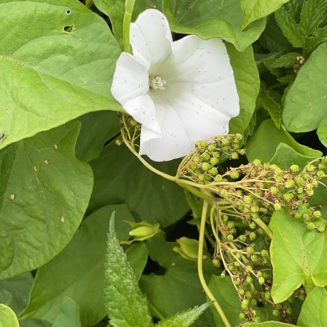 Calystegia silvatica (Calystegia silvatica) - Naturbasen