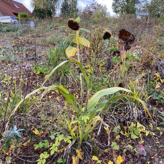 Ægte Durra (Sorghum bicolor) - Naturbasen