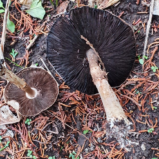 Sommer-Champignon (Agaricus altipes) - Naturbasen
