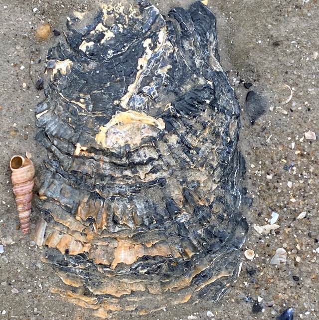 Stillehavsøsters - Observation NB-4059203 - Naturbasen