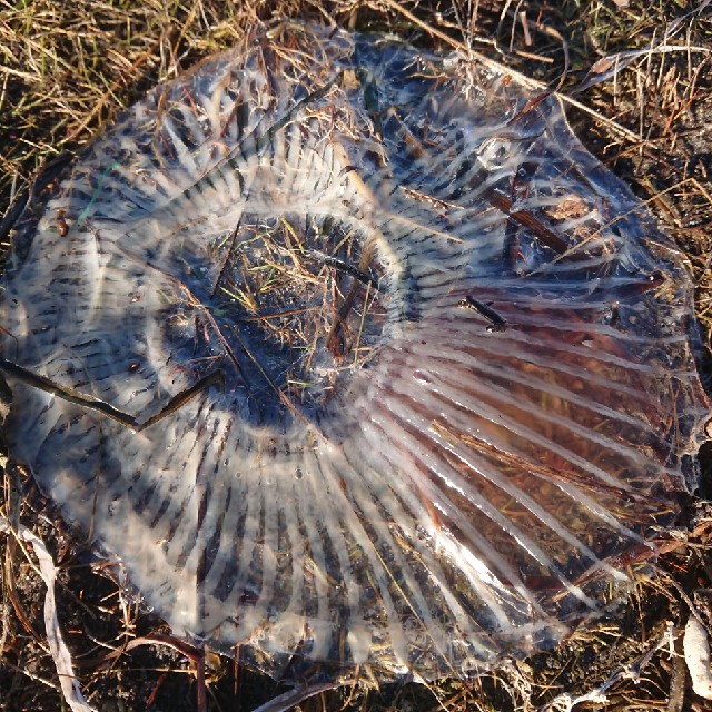 Aequorea vitrina - Observation NB-4060017 - Naturbasen