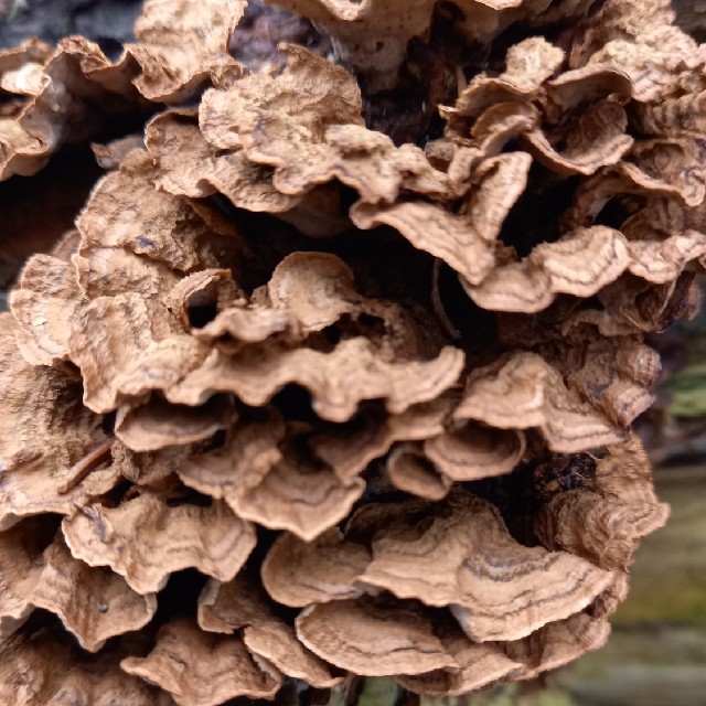 Arter der begynder med 'Astata ' - Naturbasen