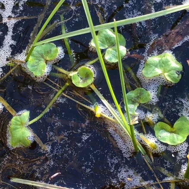 Vedbend-Vandranunkel - Observation NB-4074329 - Naturbasen
