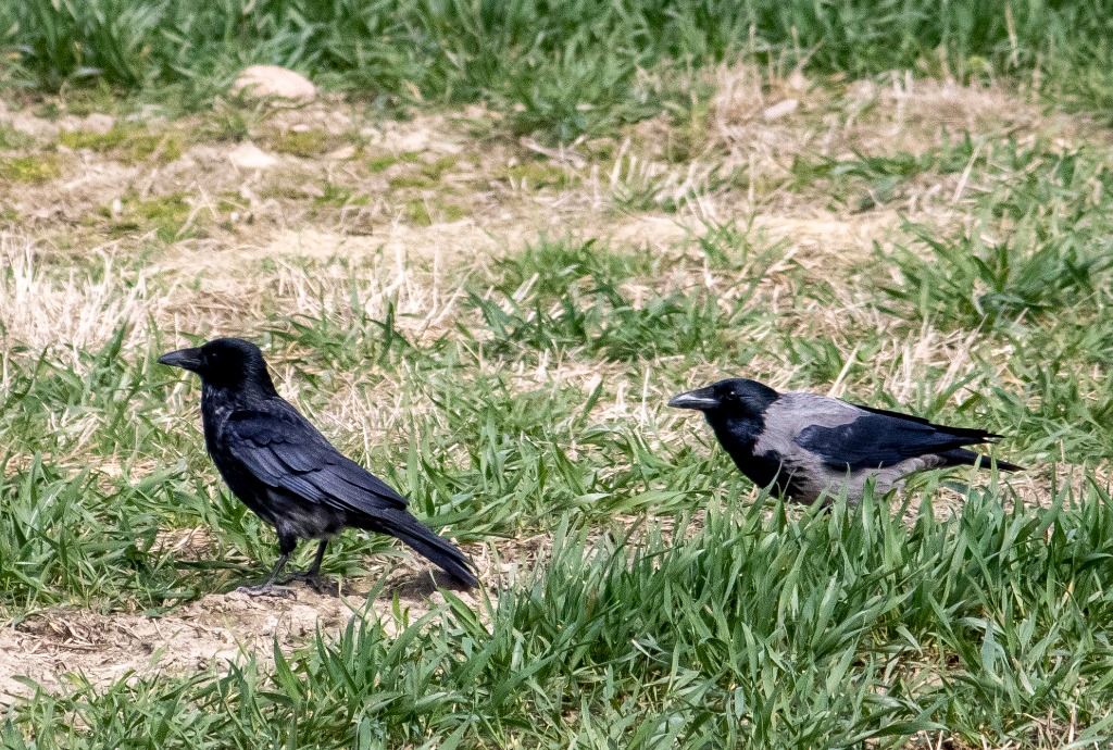 Kragefugle (Corvidae) - Artsliste med billeder - Naturbasen