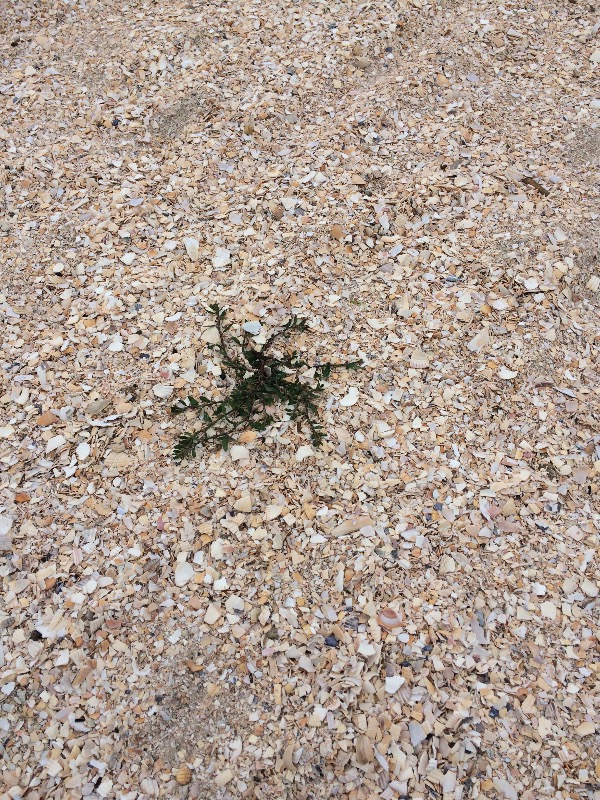 Sand-Pileurt (Polygonum raii ssp. raii) - Naturbasen