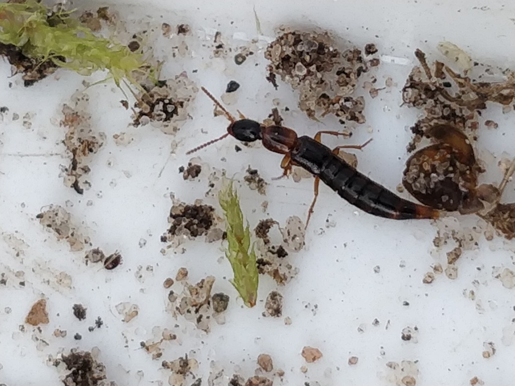 Othius angustus (Othius angustus) - Naturbasen