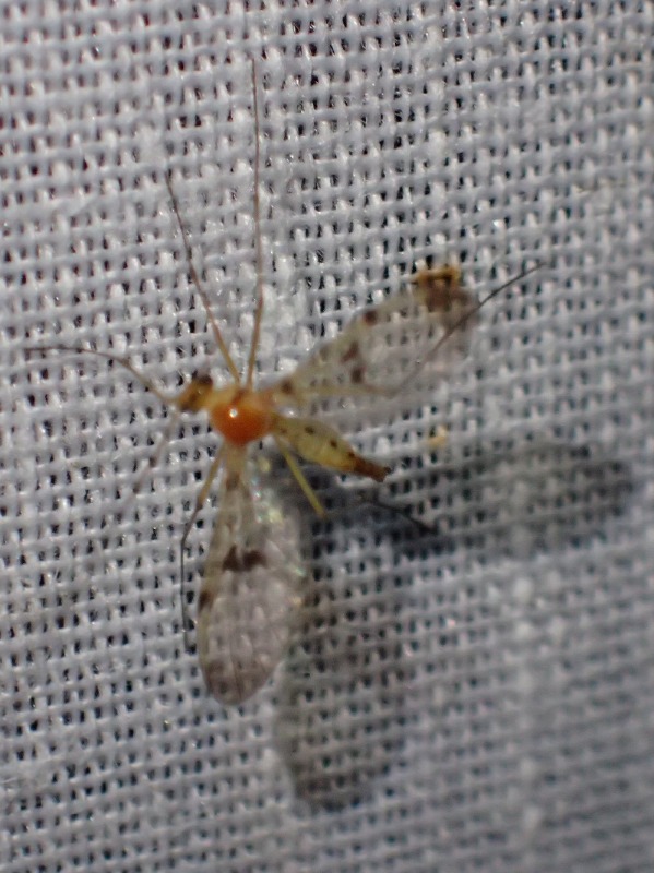 Macrocera phalerata (Macrocera phalerata) - Naturbasen