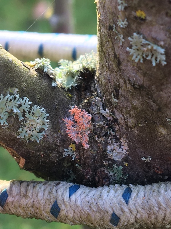 Marchandiomyces corallinus (Marchandiomyces corallinus) - Naturbasen