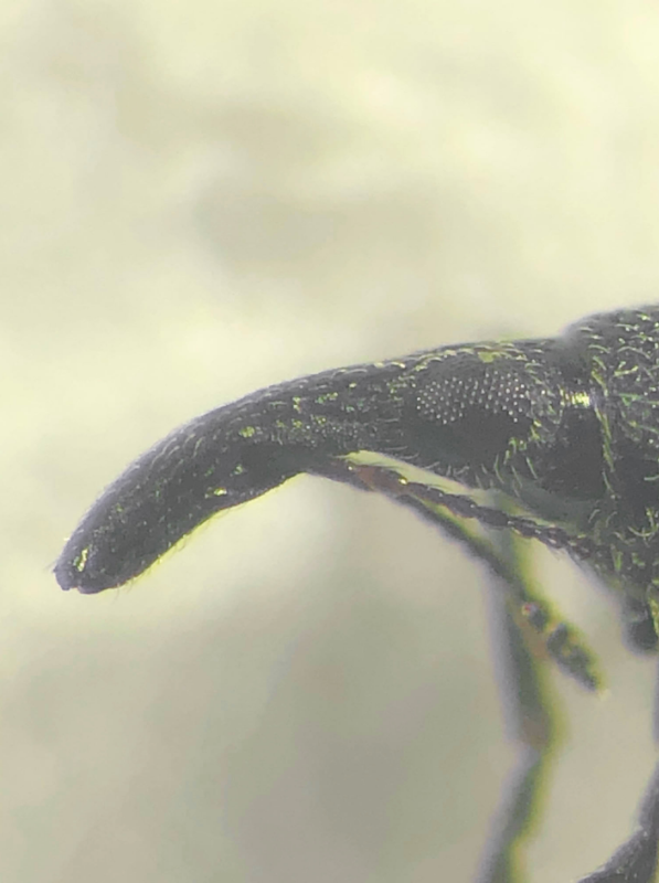 Apion afer (Apion afer) - Naturbasen