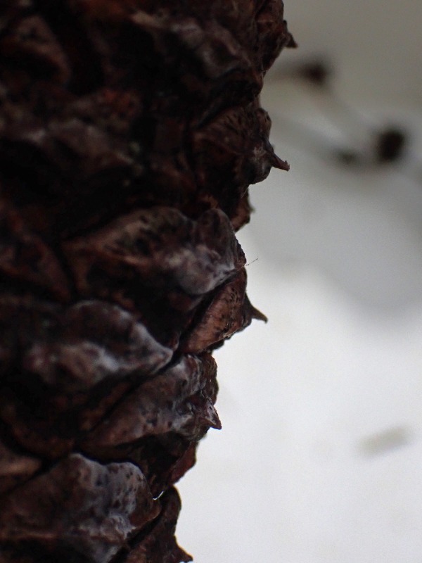 Gul Fyr (Pinus ponderosa) - Naturbasen