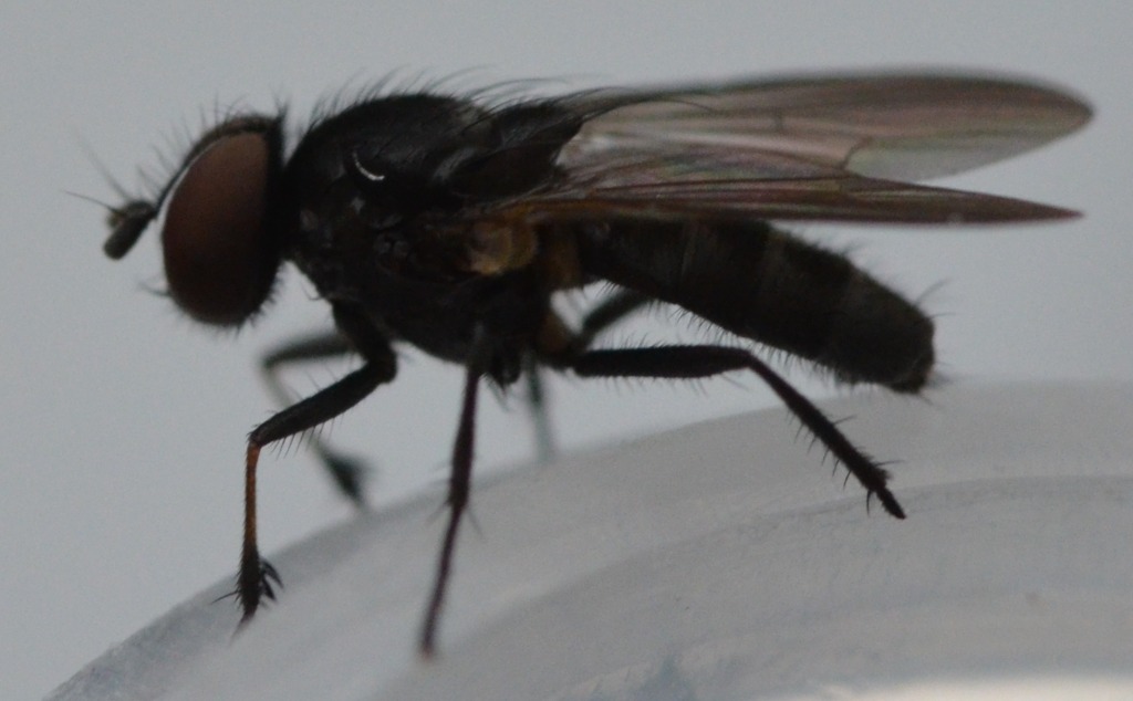 Fannia manicata (Fannia manicata) - Naturbasen