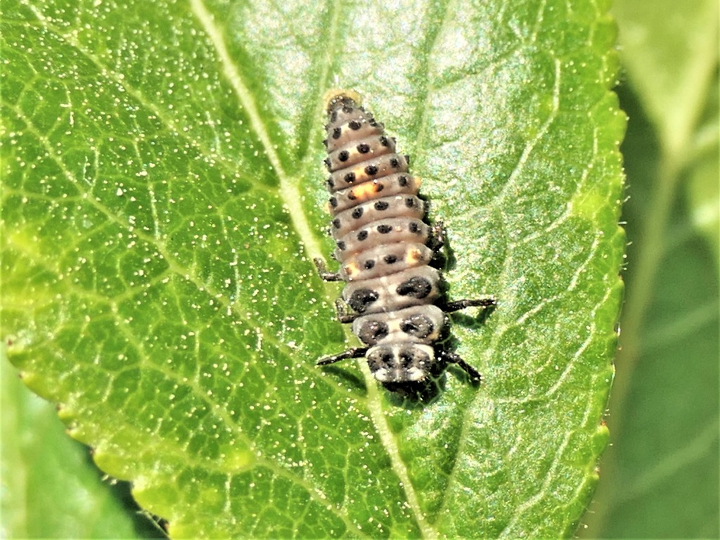 Arter der begynder med 'Senometopia' - Naturbasen