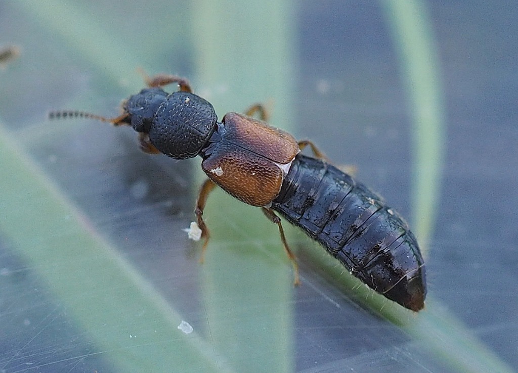 Bledius gallicus (Bledius gallicus) - Naturbasen