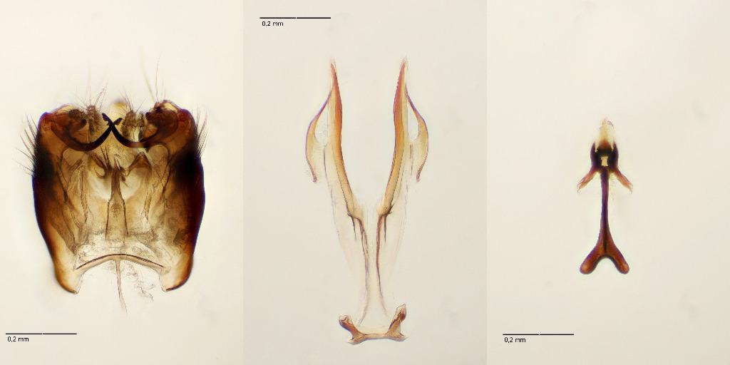 Arter der begynder med 'Sepedophilus ' - Naturbasen