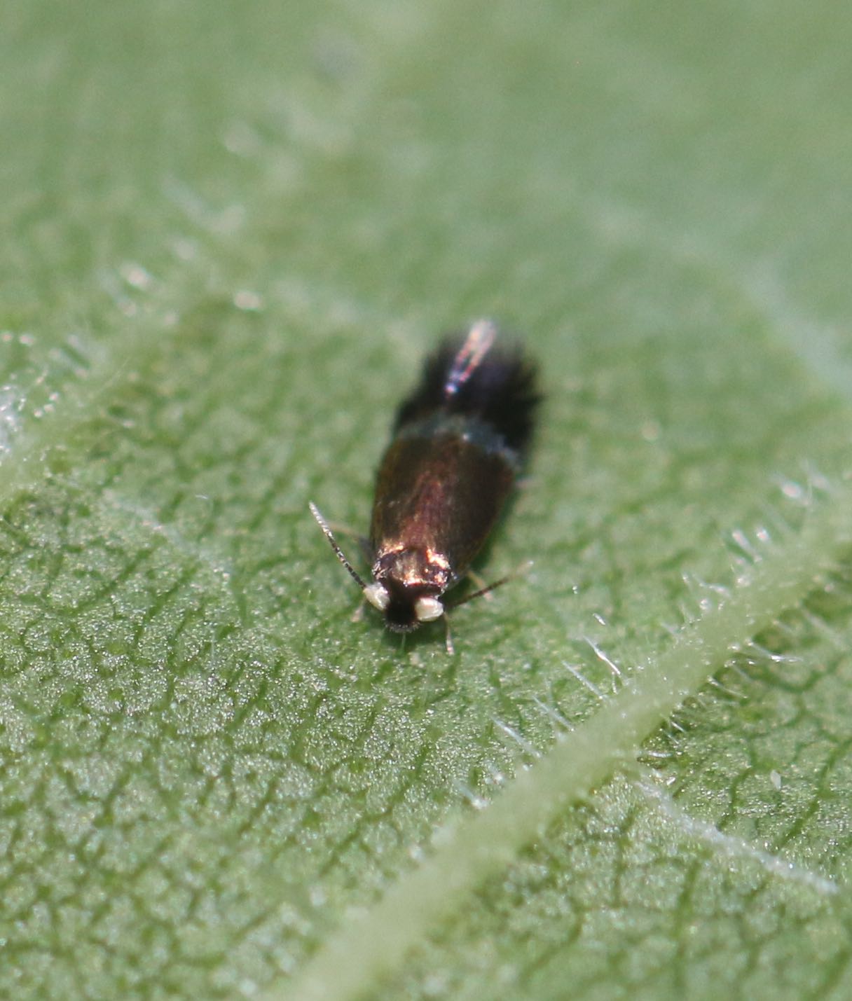 Stigmella ulmivora (Stigmella ulmivora) - Naturbasen