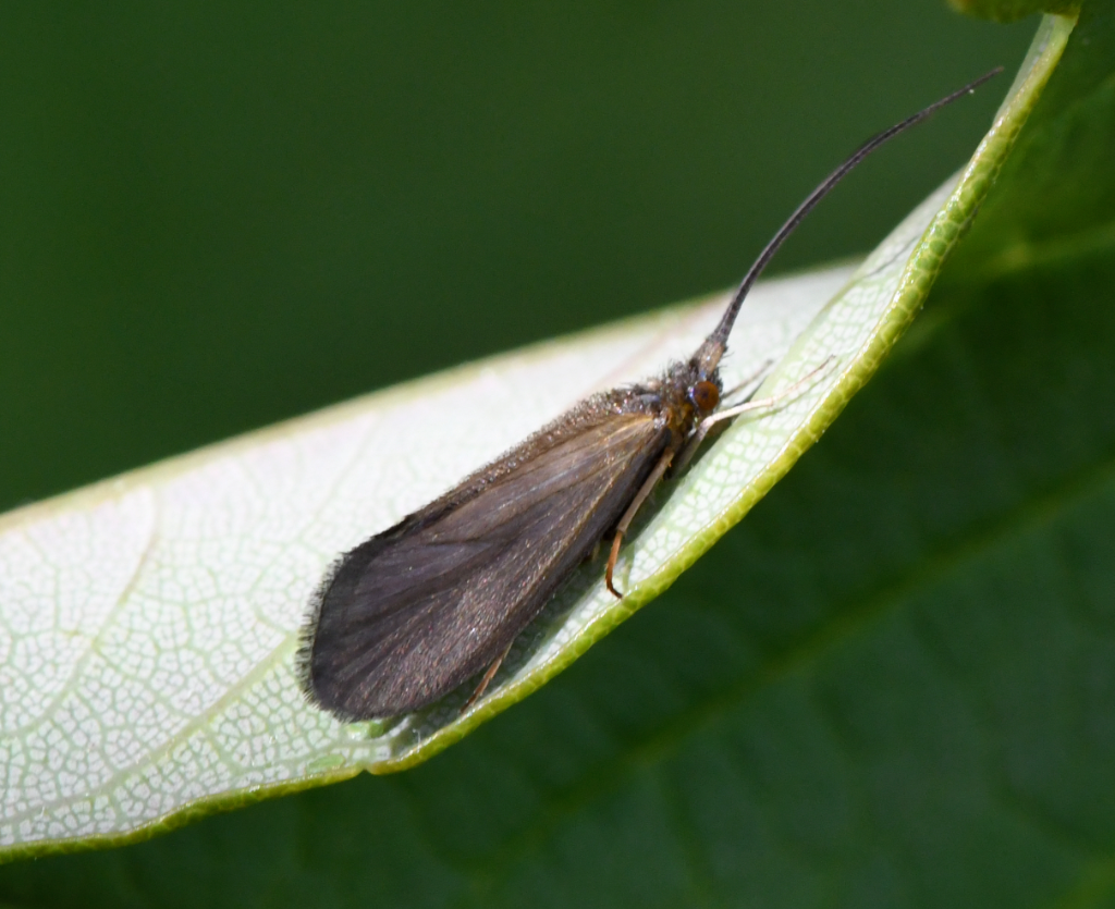 Goera pilosa (Goera pilosa) - Naturbasen