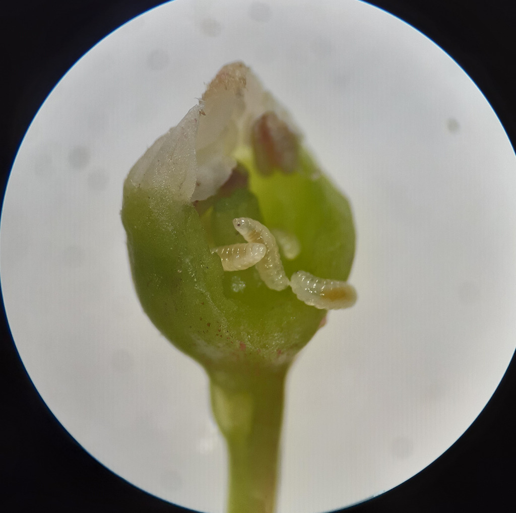 Contarinia rhamni (Contarinia rhamni) - Naturbasen