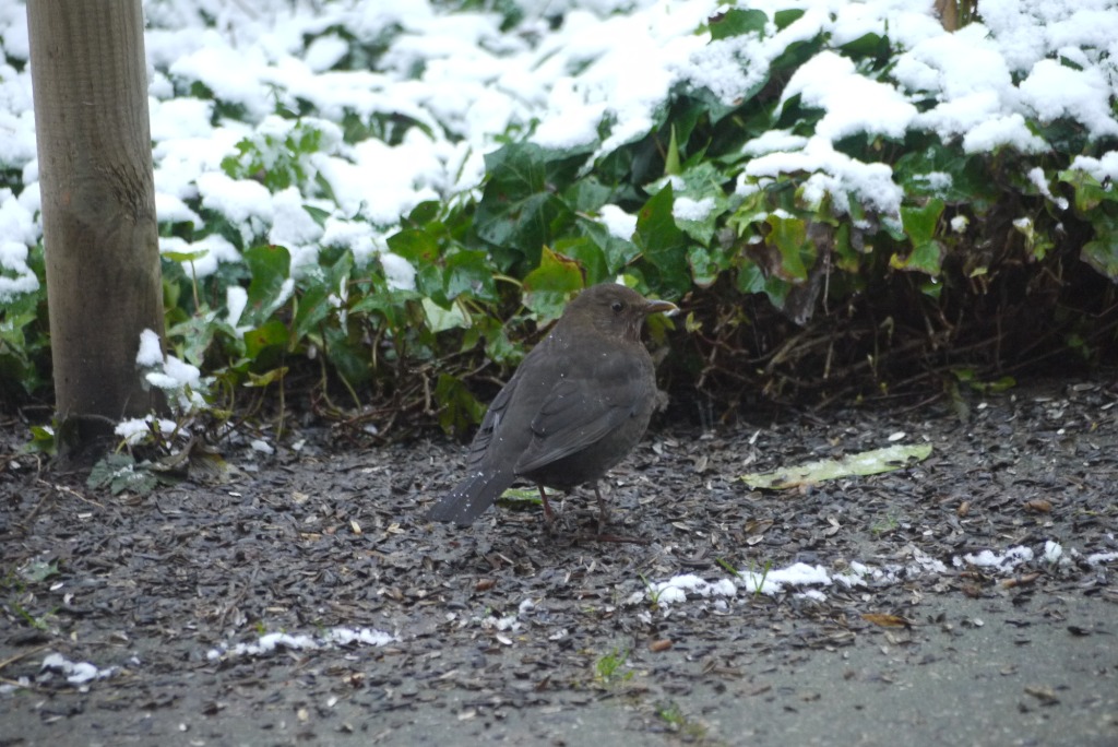 Solsort - Observation NB-3665908 - Naturbasen