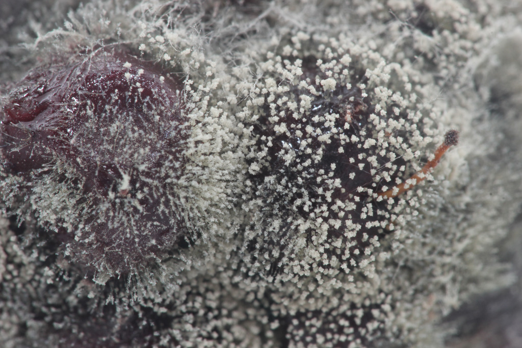 Botrytis cinerea (Botrytis cinerea) - Naturbasen