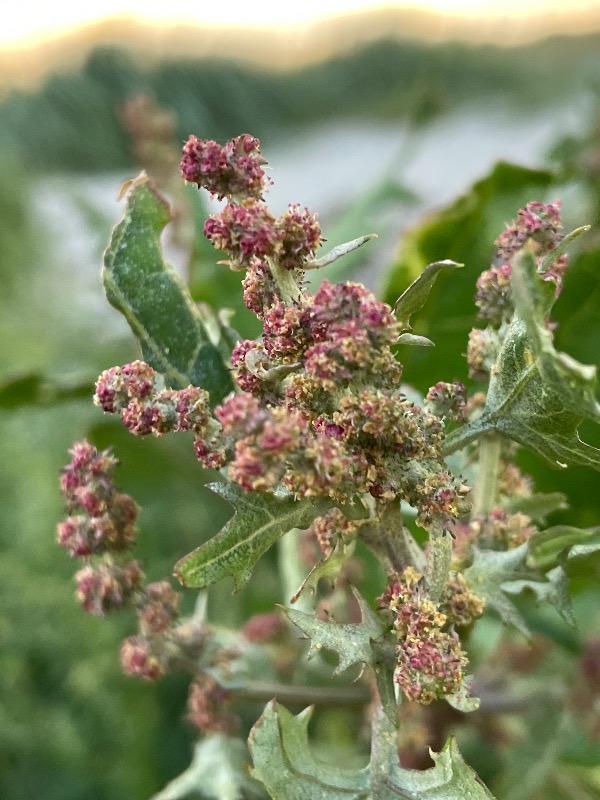 Mælde sp. (Atriplex sp.) - Naturbasen