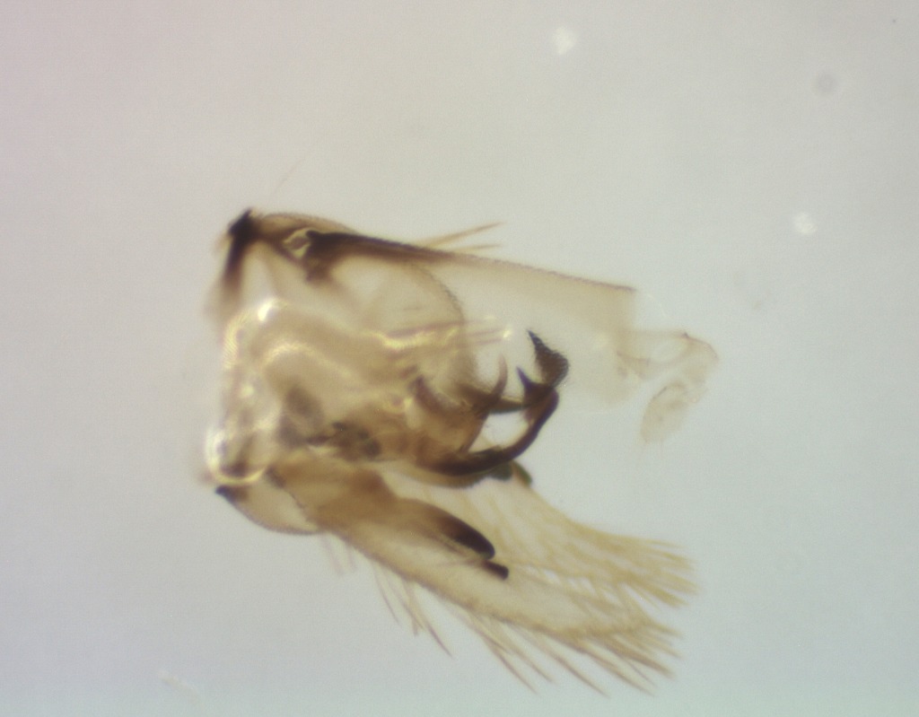 Paluda flaveola (Paluda flaveola) - Naturbasen