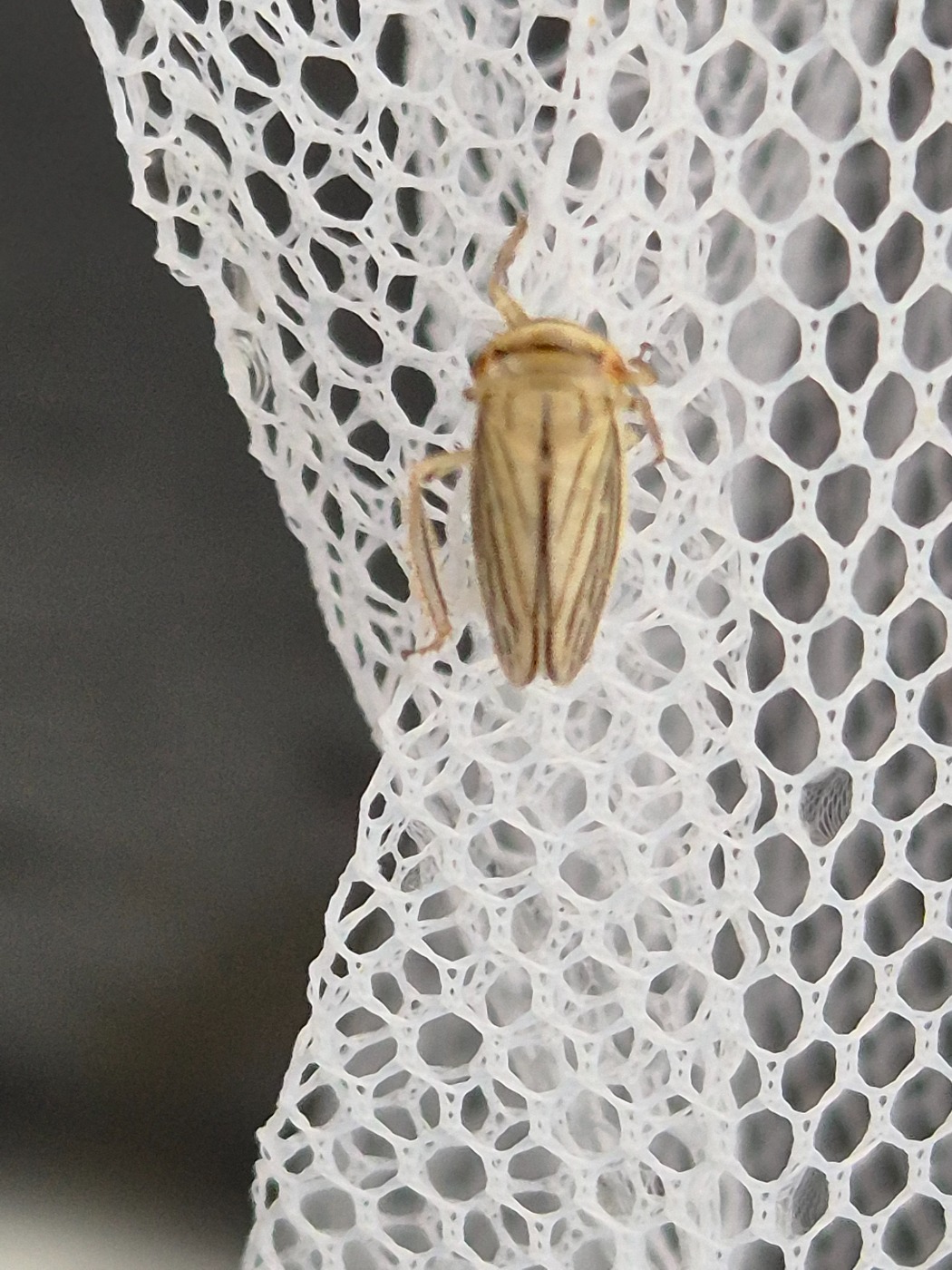 Arter der begynder med 'Cabomba ' - Naturbasen