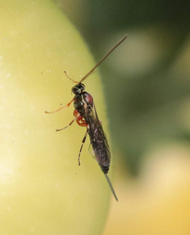 Tromatobia ornata (Tromatobia ornata) - Naturbasen
