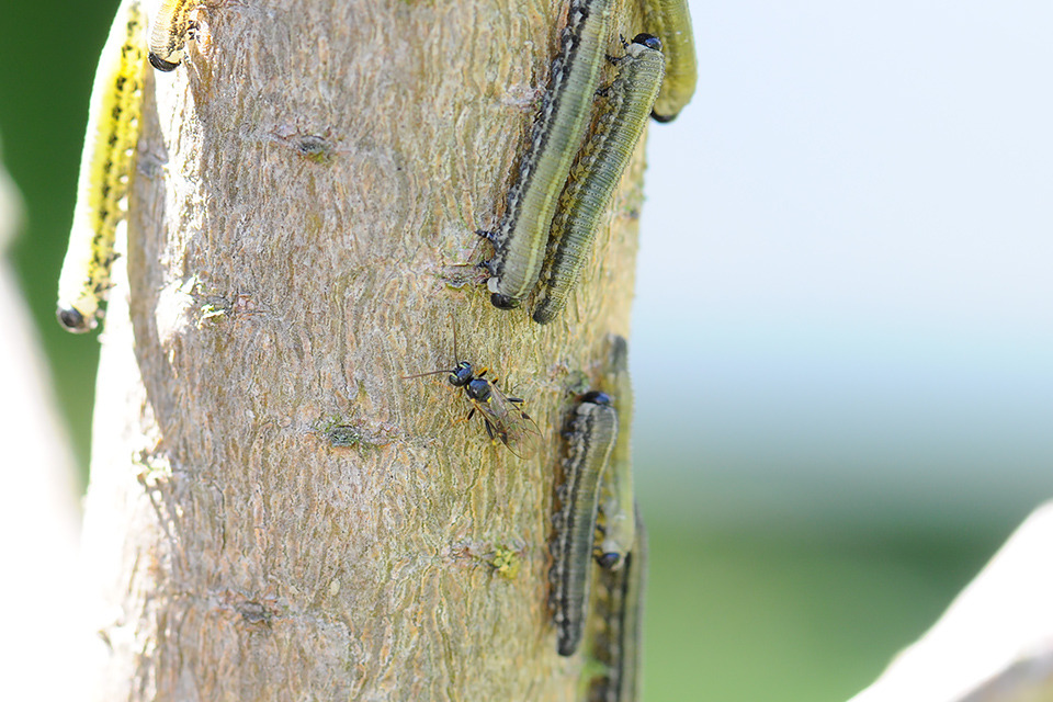 Exenterus abruptorius - Observation NB-3420592 - Naturbasen