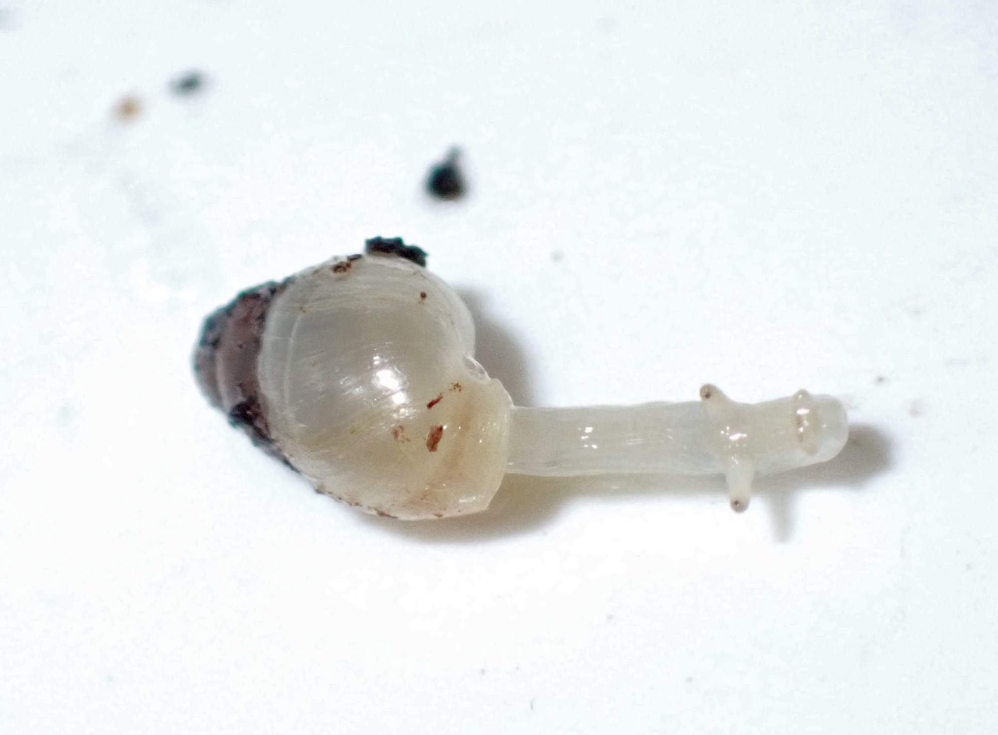 Subulina octona (Subulina octona) - Naturbasen