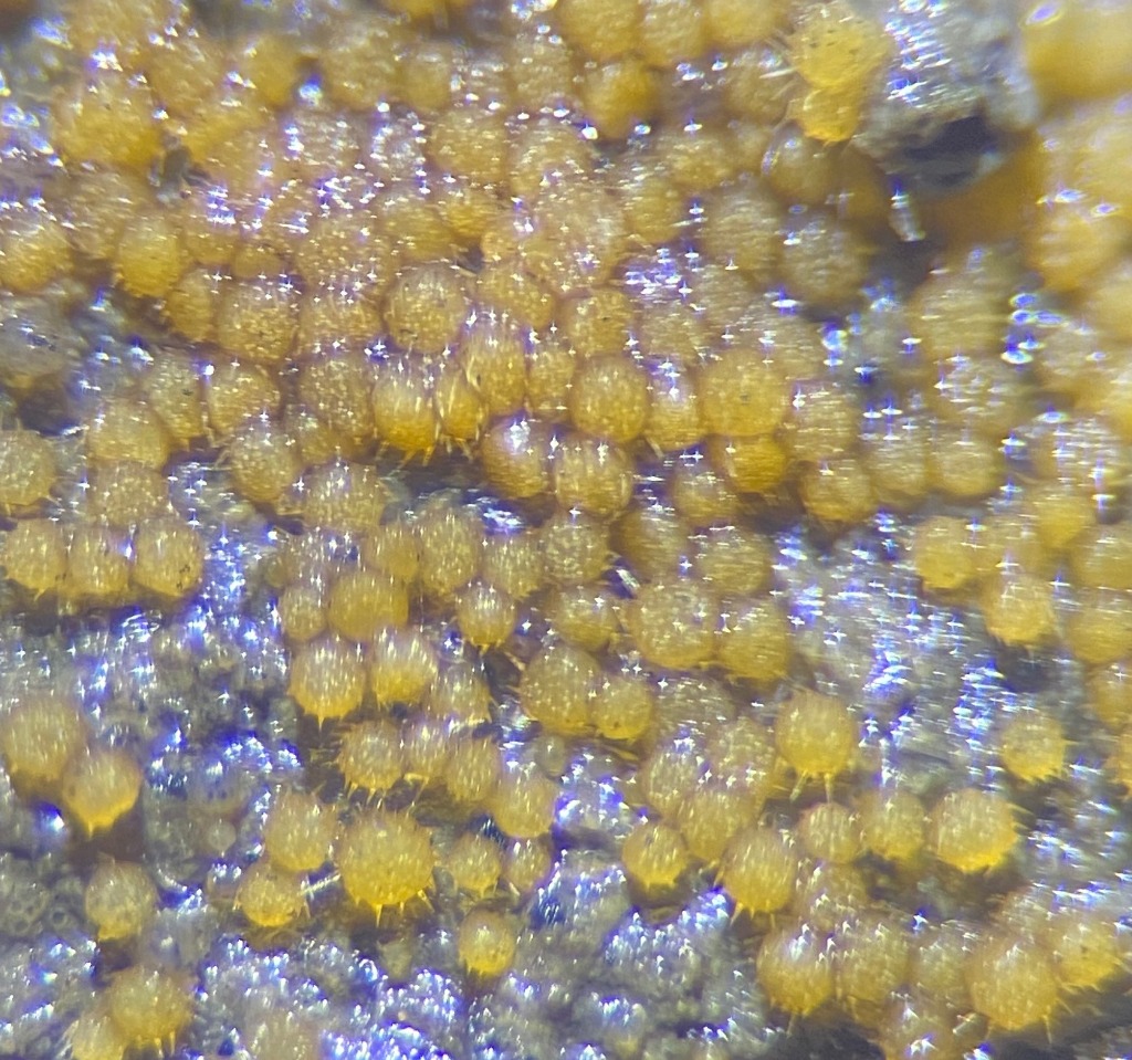 Pyronemataceae sp. (Pyronemataceae sp.) - Naturbasen