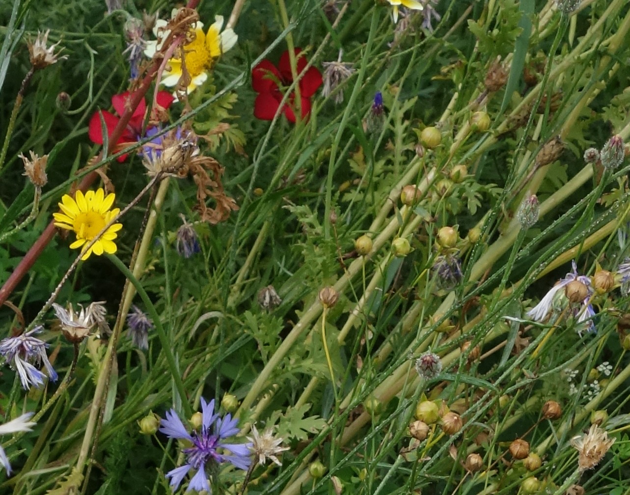 Arter der begynder med 'Gelis ' - Naturbasen