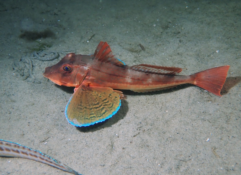 Rød Knurhane (Chelidonichthys lucerna) - Naturbasen