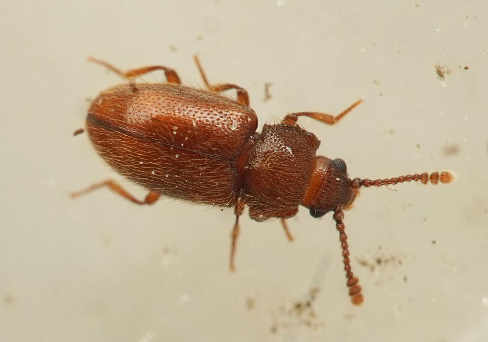Cryptophagus setulosus (Cryptophagus setulosus) - Naturbasen