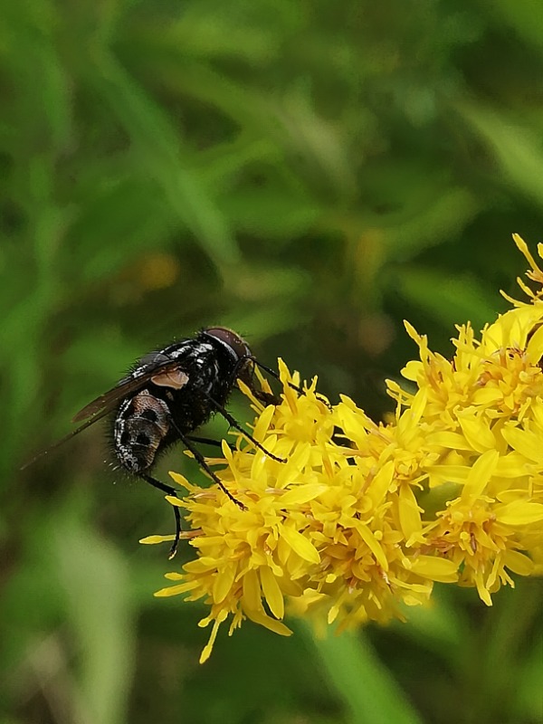 Graphomya minor (Graphomya minor) - Naturbasen