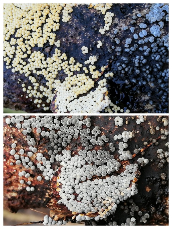 Badhamia panicea (Badhamia panicea) - Naturbasen