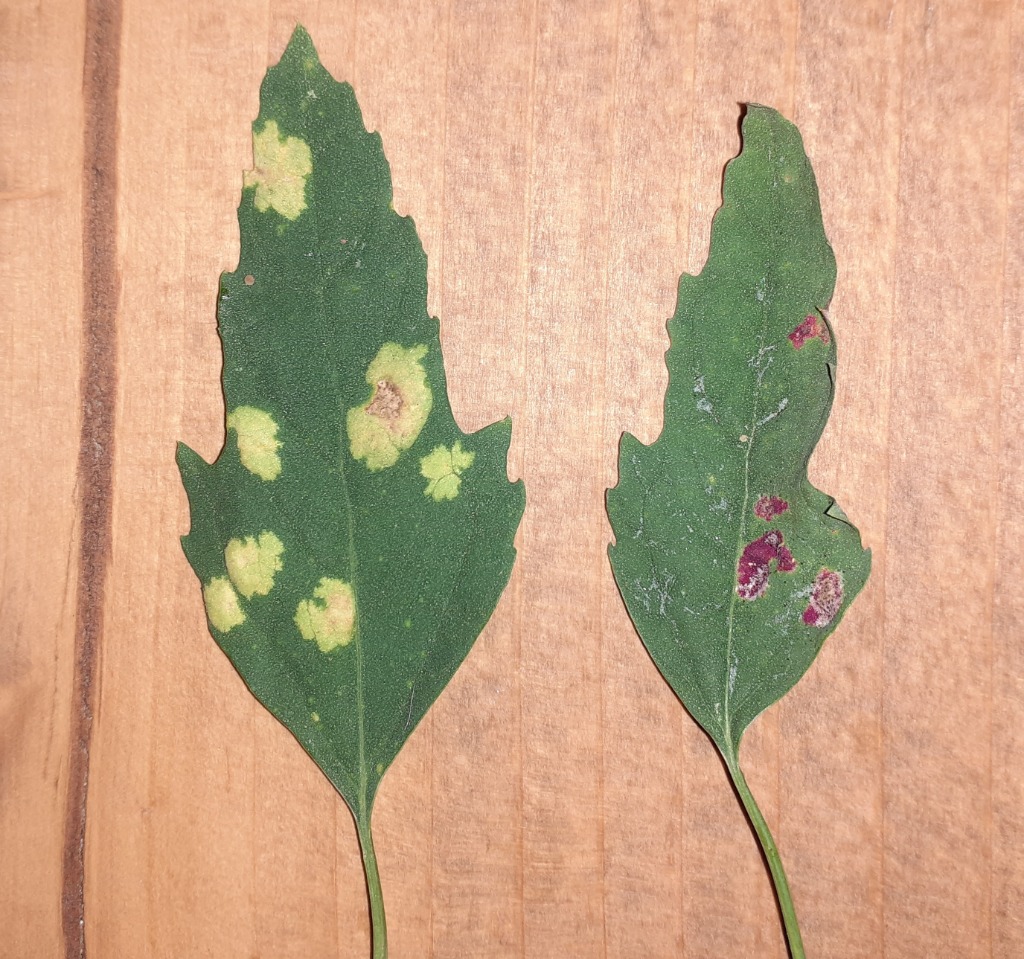 Peronospora farinosa (Peronospora farinosa) - Naturbasen