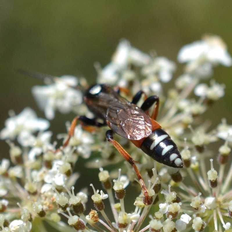 Spilichneumon johansoni (Spilichneumon johansoni) - Naturbasen