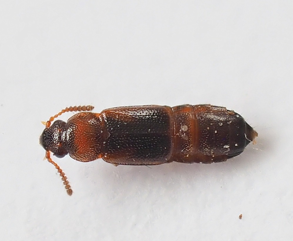 Phyllodrepa ioptera (Dropephylla ioptera) - Naturbasen