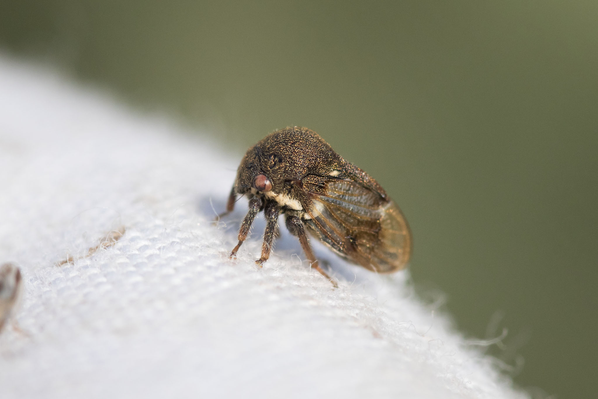 Gargara genistae (Gargara genistae) - Naturbasen