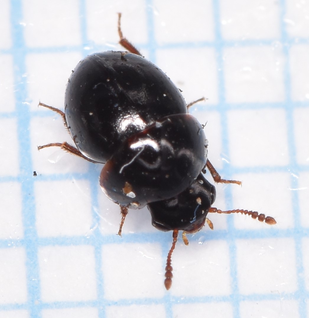 Agathidium atrum (Agathidium atrum) - Naturbasen