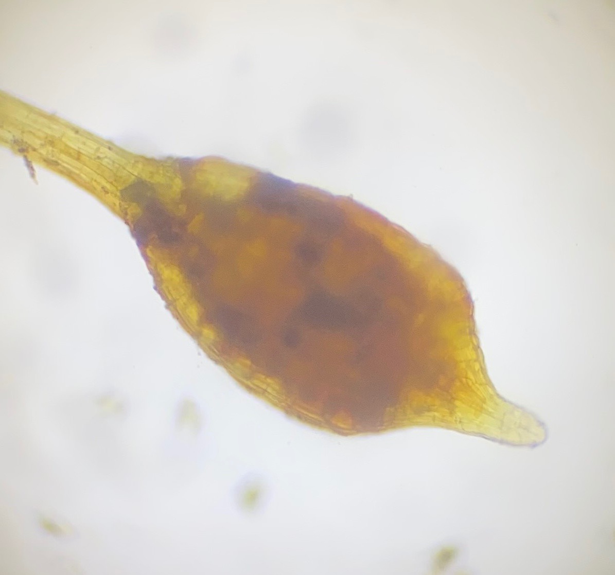 Arter der begynder med 'Encentrum' - Naturbasen