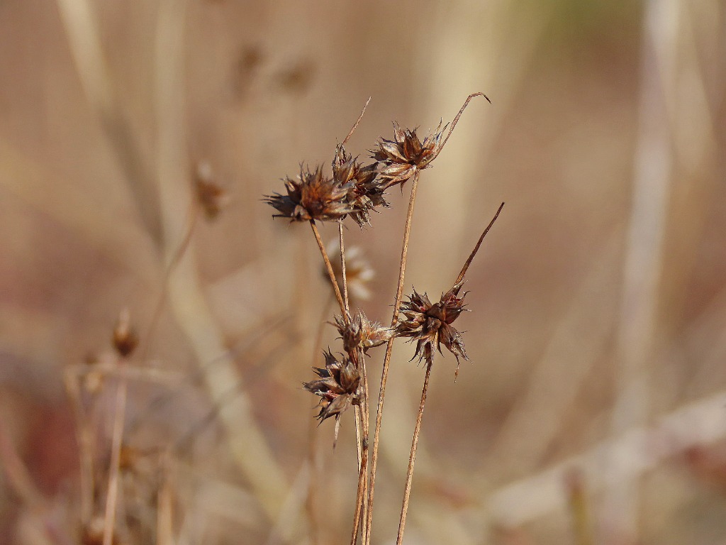 Fin Siv (Juncus capitatus) - Naturbasen