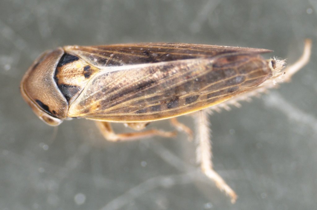Macropsis infuscata - Observation NB-3491950 - Naturbasen